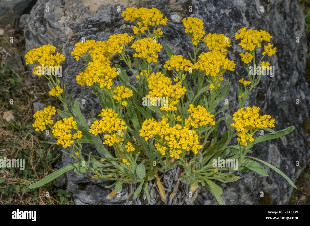 Golden alyssum, Aurinia saxatilis, in flower in the Italian Alps Stock ...