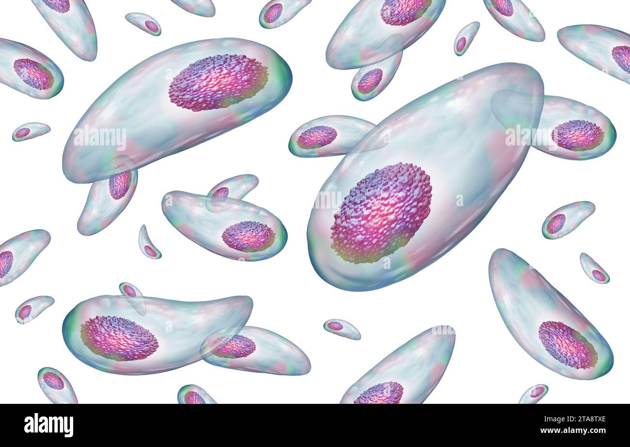 Ear Mites Under Microscope Toxoplasmosis COVID 19 In Gorillas,