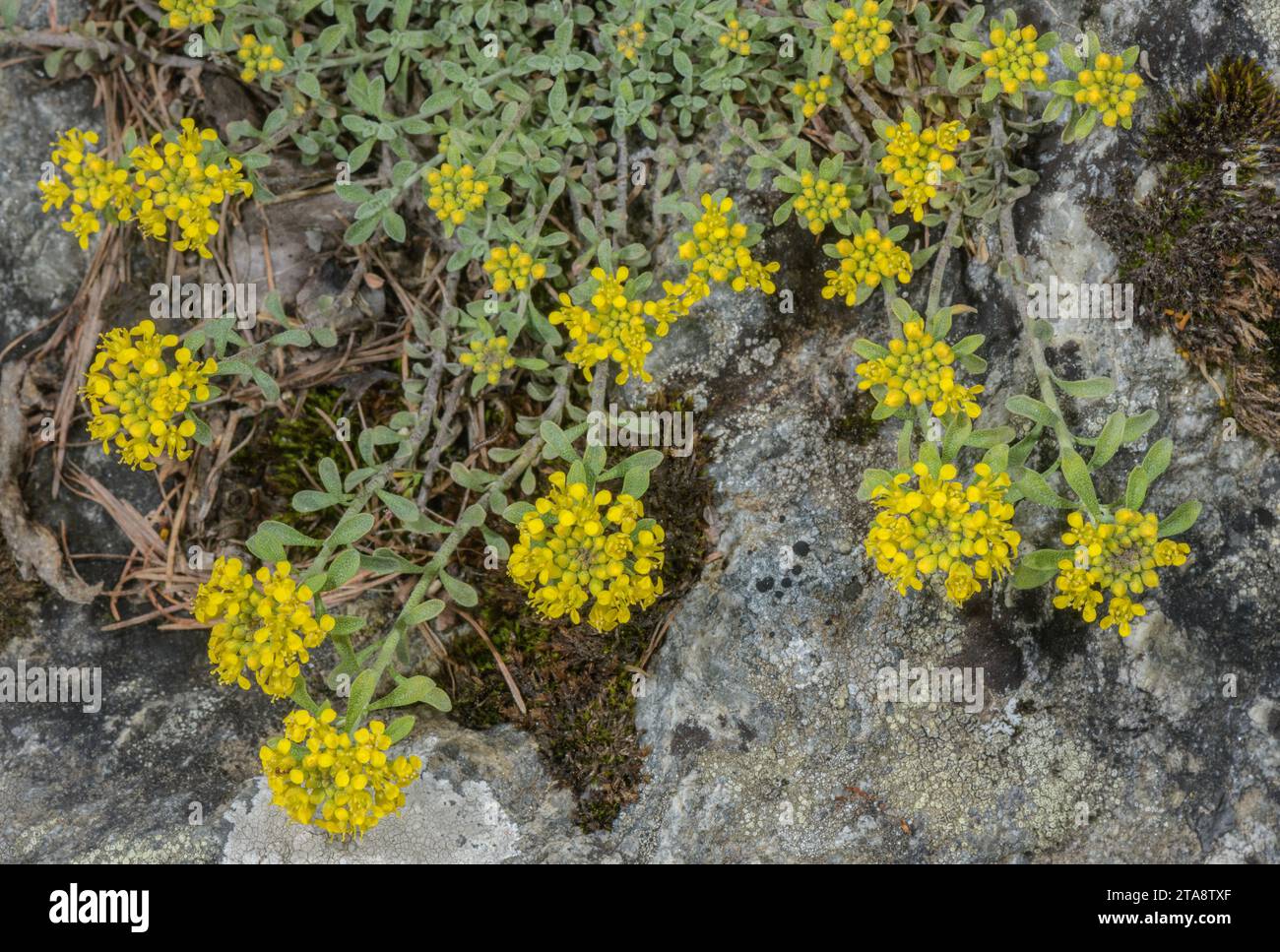 Alpine madwort hi-res stock photography and images - Alamy