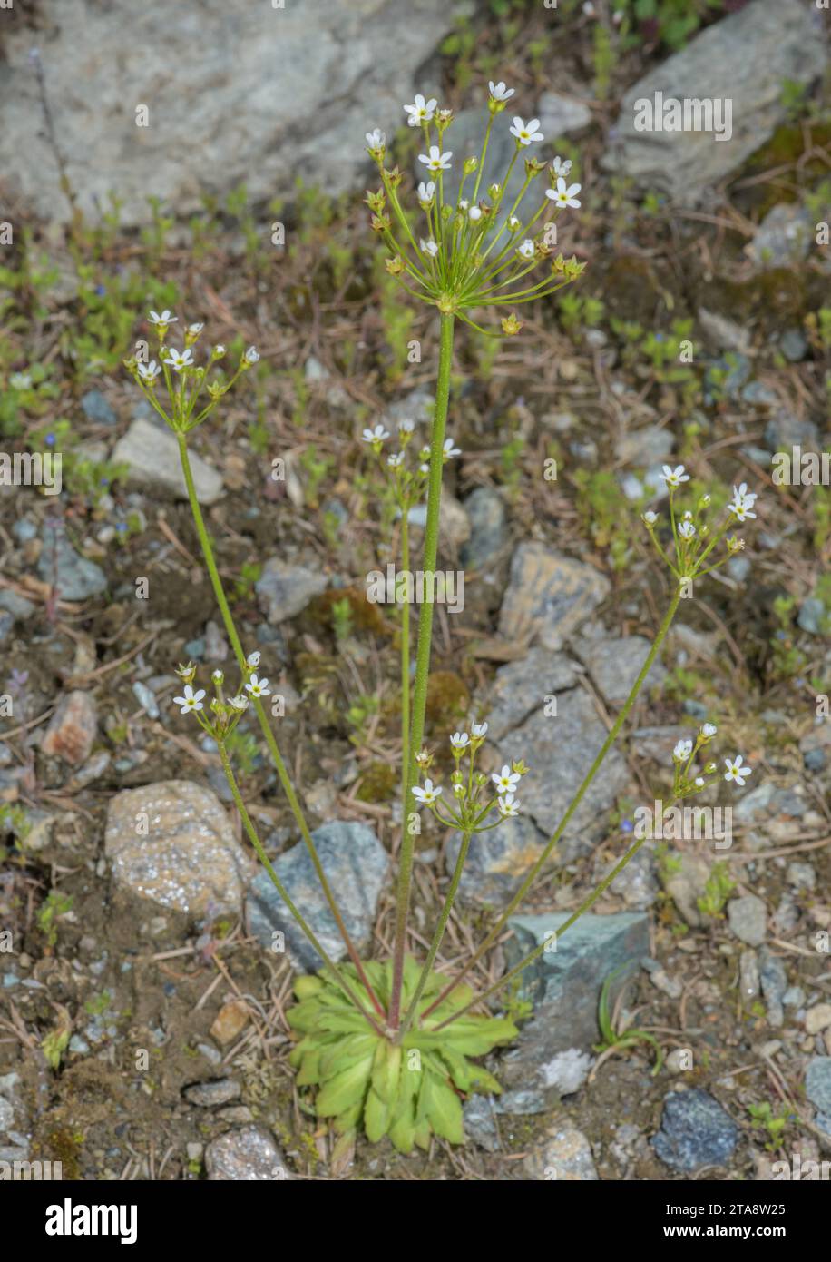 Northern Androsace, Androsace septentrionalis, in flower in montane ...