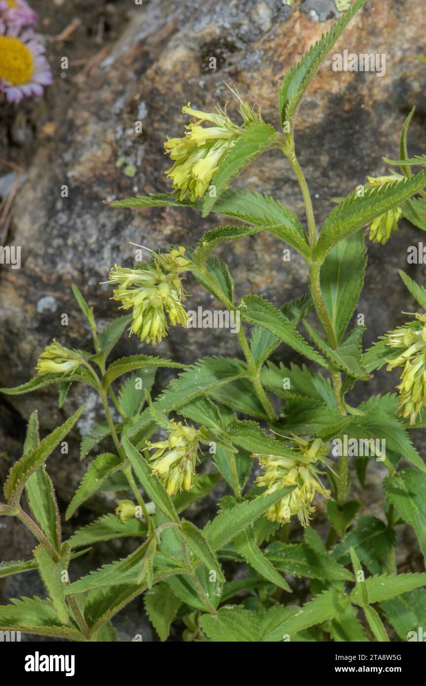 Veronica lutea hi-res stock photography and images - Alamy