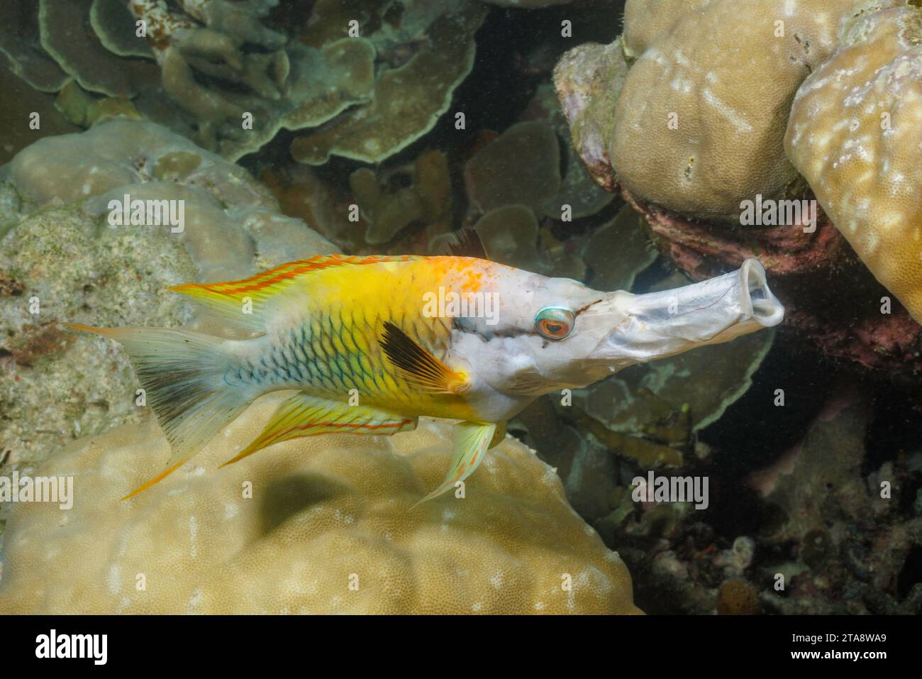 This is the initial female yellow phase of the slingjaw wrasse ...