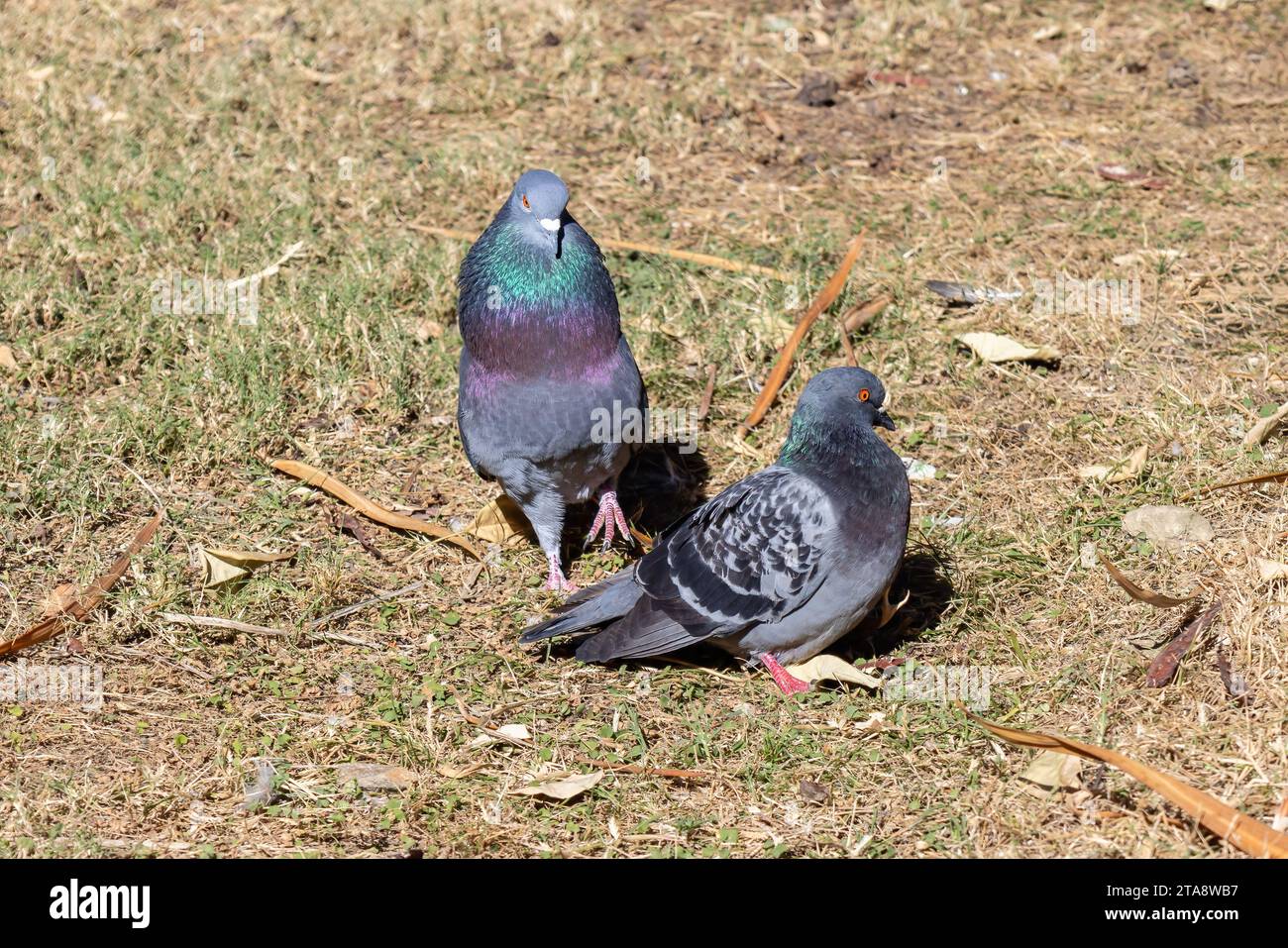 Male pigeon hi-res stock photography and images - Alamy