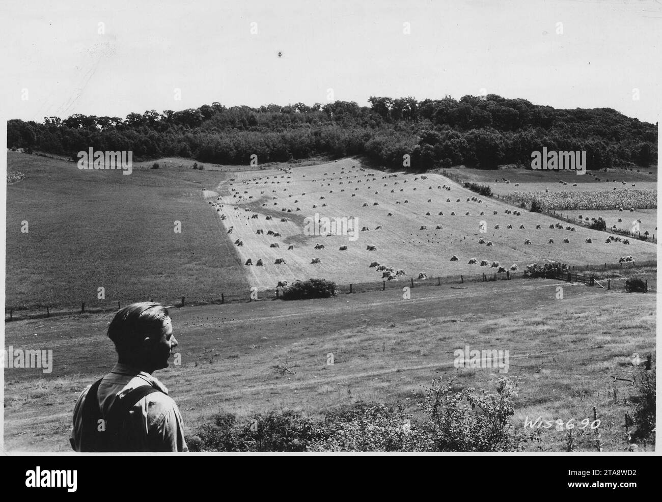 View of one field stripped of its crop next to one which will be ...