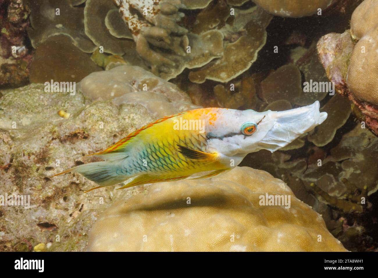 This is the initial female yellow phase of the slingjaw wrasse, Epibulus insidiator, Yap ...