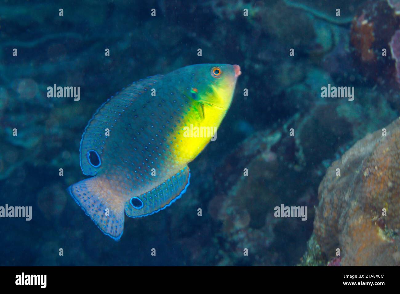 This is the initial phase of a yellow-breasted wrasse, Anampses twistii ...