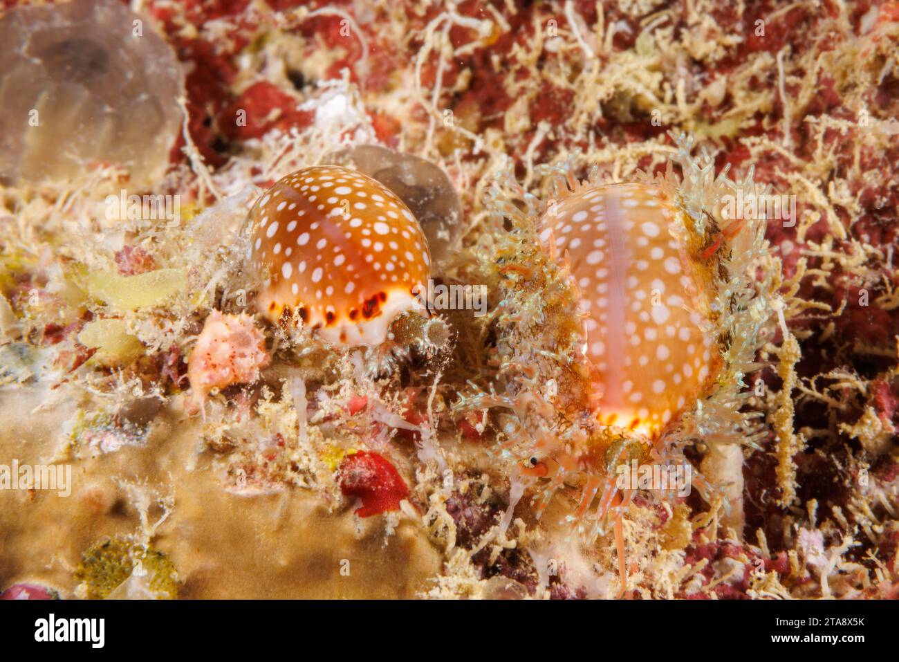 A pair of lined-lip cowries, Cypraea labrolineata, moving across the ...