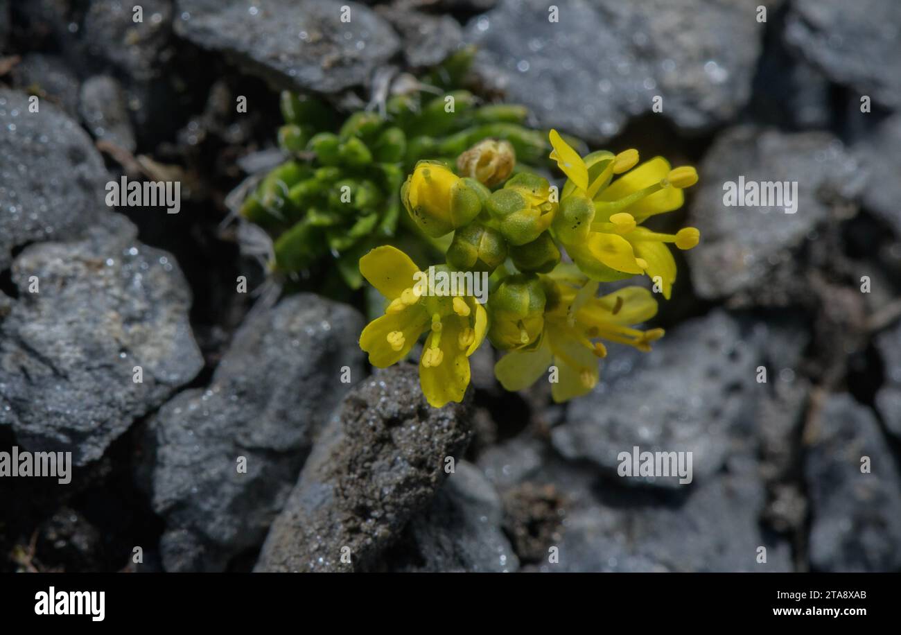A dwarf yellow Whitlow-grass, Draba hoppeana, high in the Swiss Alps ...