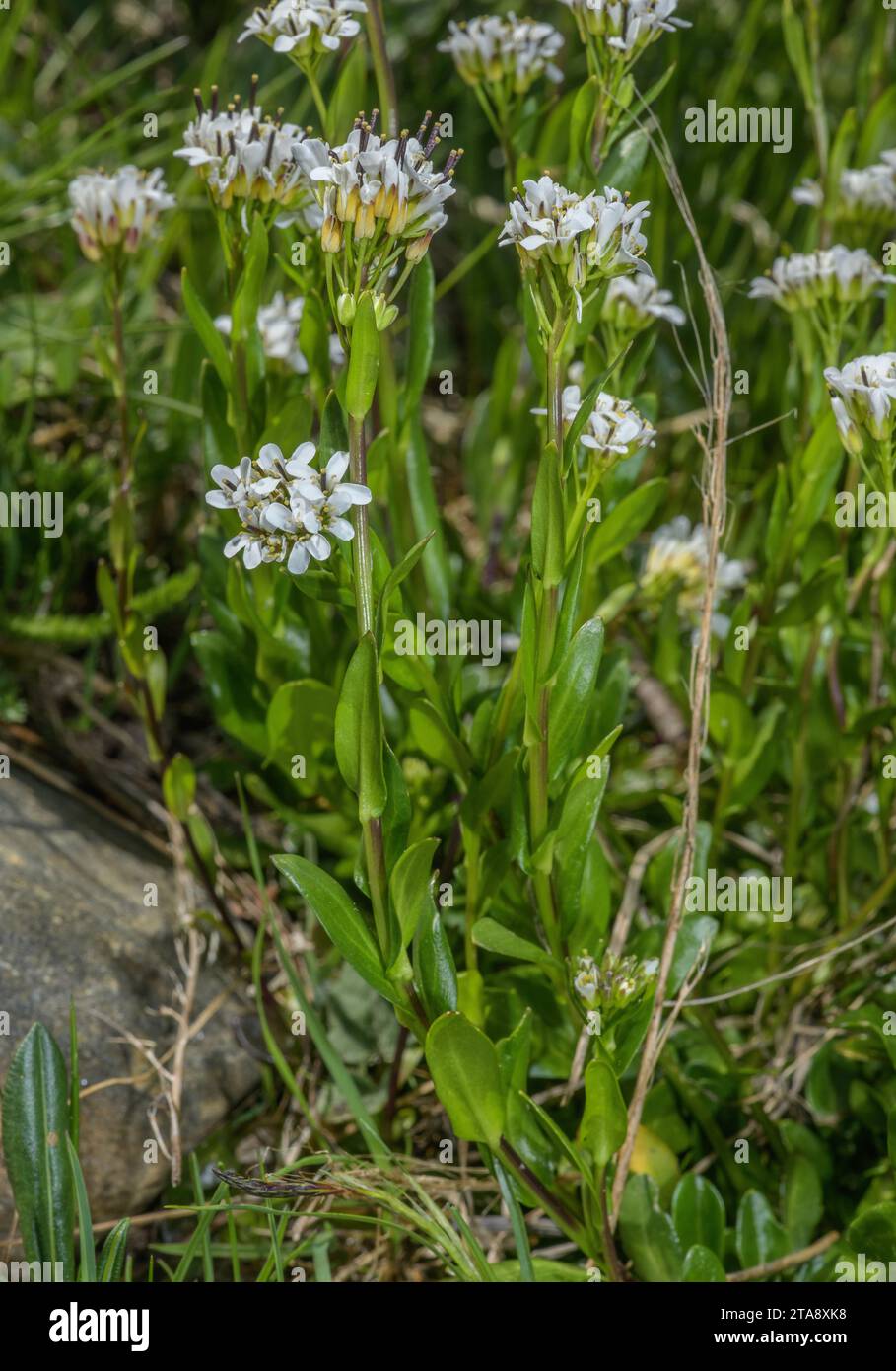 Arabis soyeri subsp subcoriacea hi-res stock photography and images - Alamy