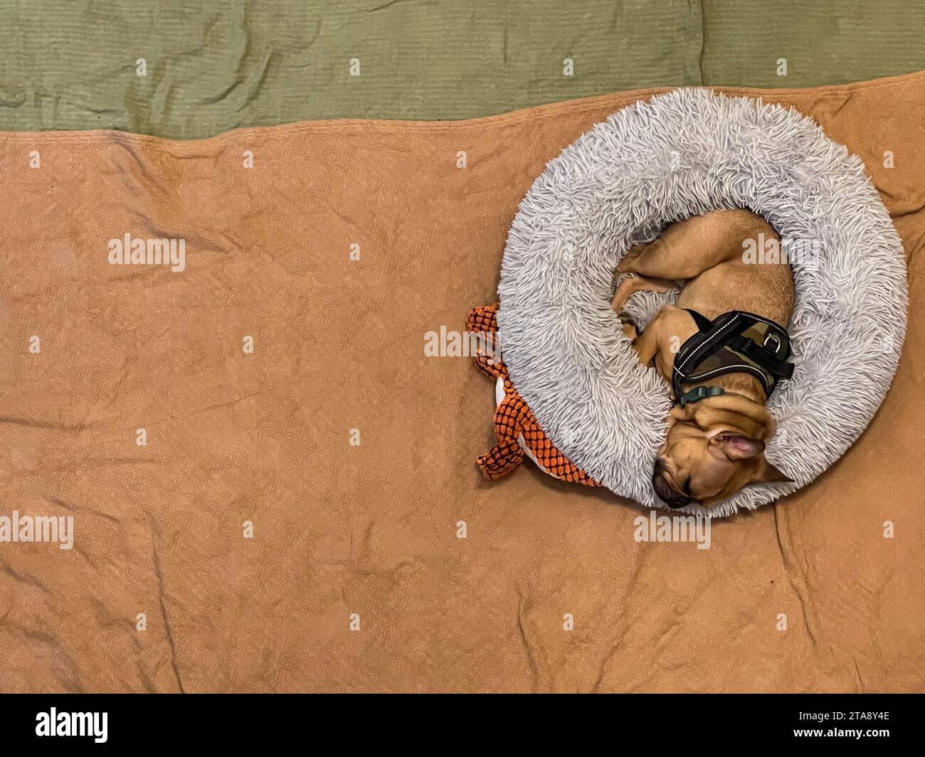 Overhead shot dog bed hi-res stock photography and images - Alamy