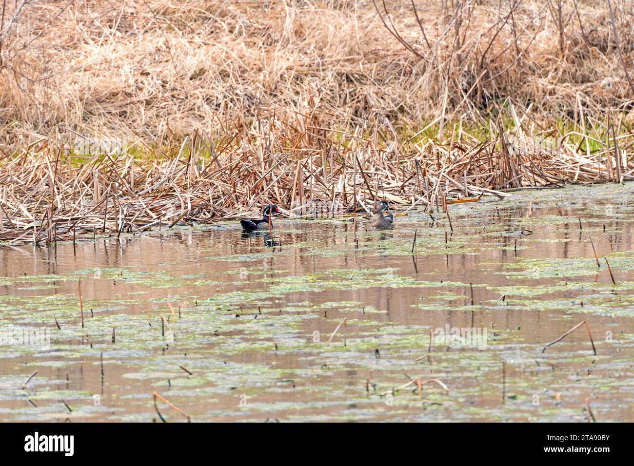A Pair of Wood Ducks in a Wetland Pond in The Green Island Conservation ...