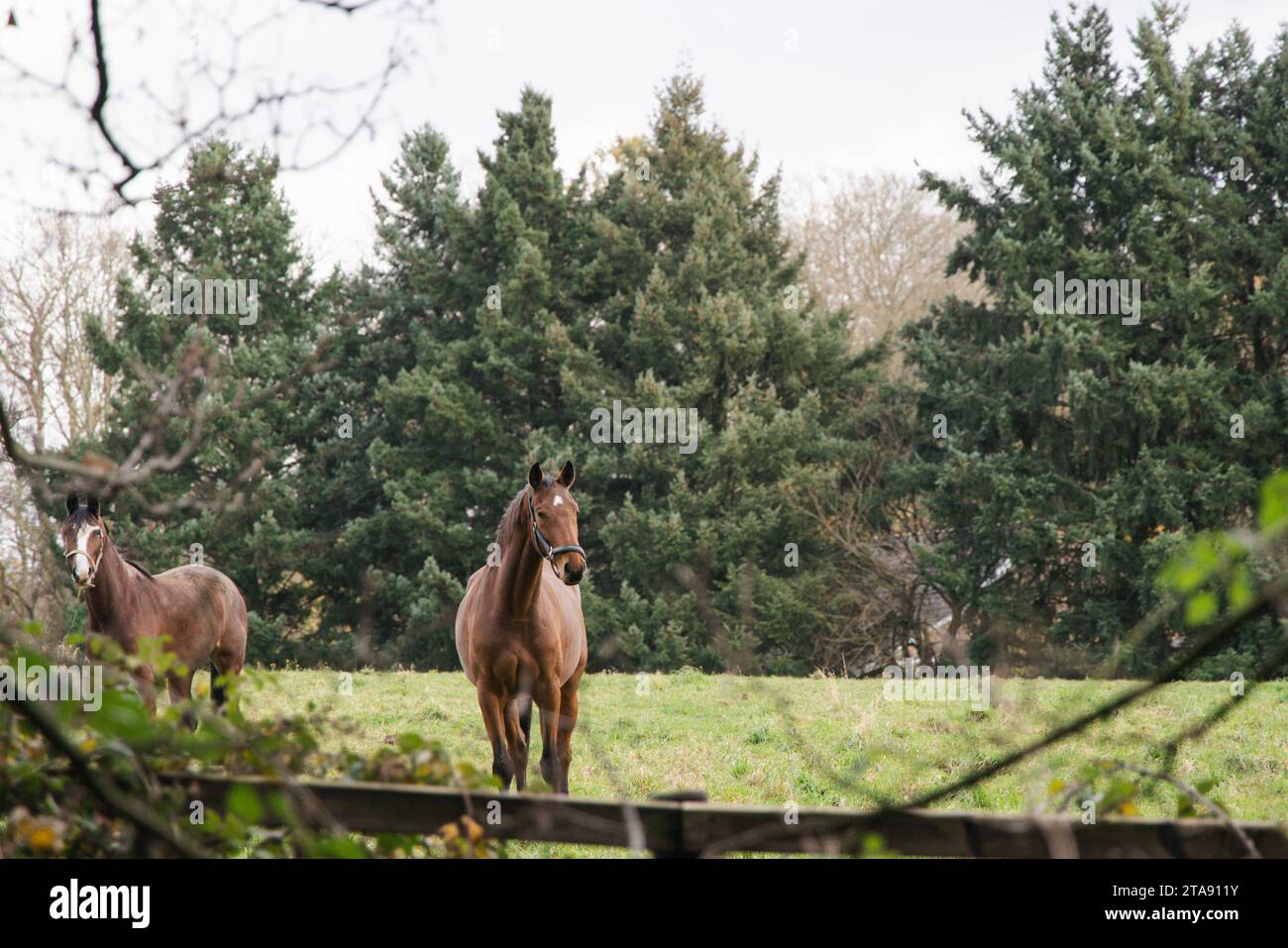 Herbstliche Impressionen in Düsseldorf Pferd. Herbstliche Impressionen ...