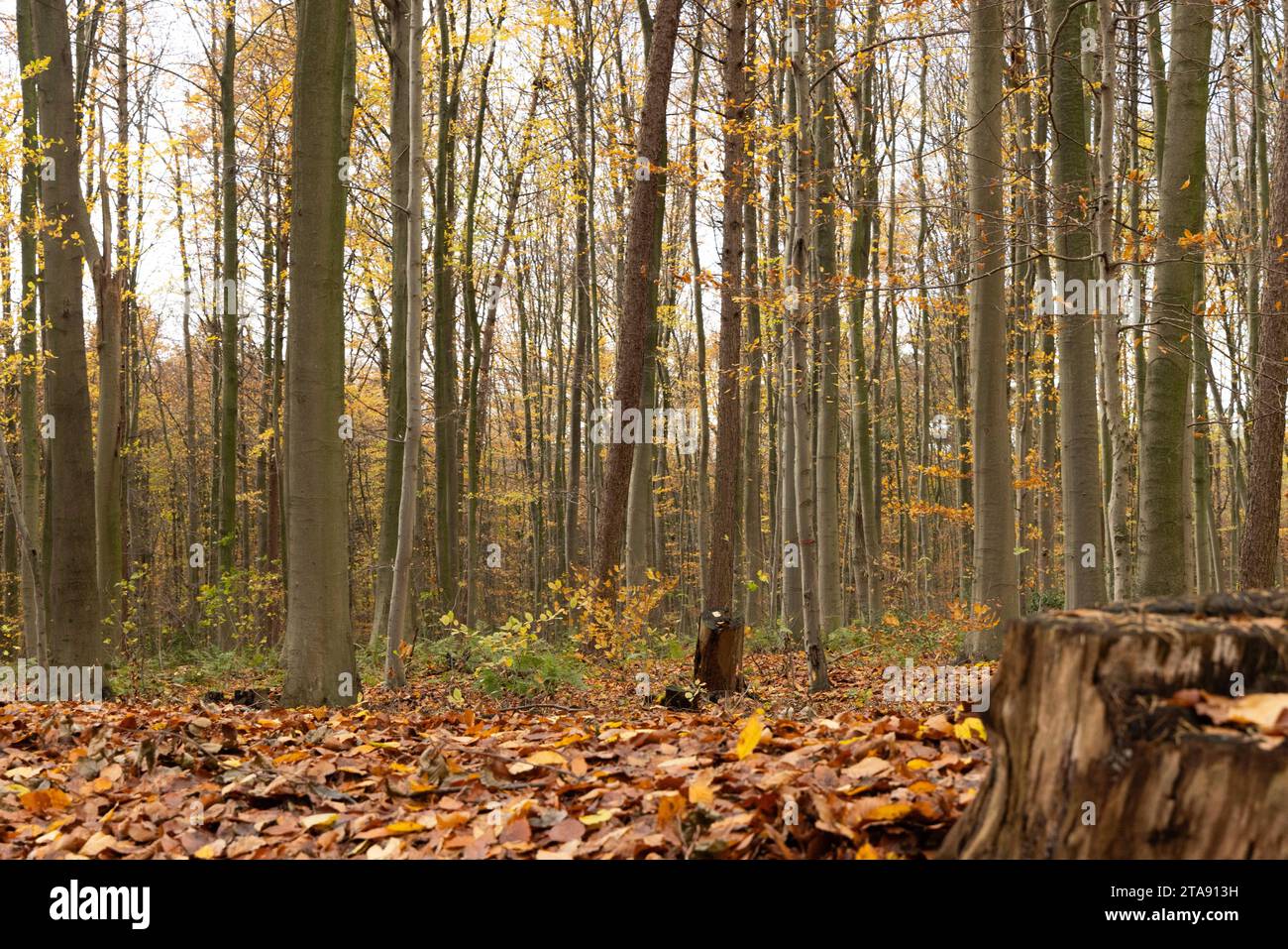 Herbstliche Impressionen in Düsseldorf Herbstliche Impressionen aus dem ...