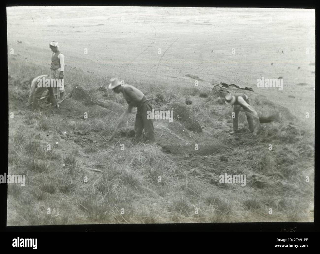 View of three men digging using pick axes to excavate two moai, with ...
