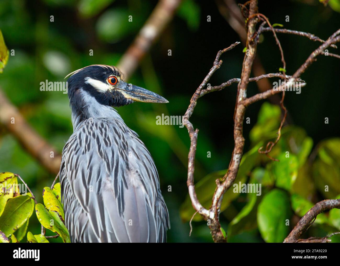 Majestic Yellow-crowned Night Heron (Nyctanassa violacea) captured in ...