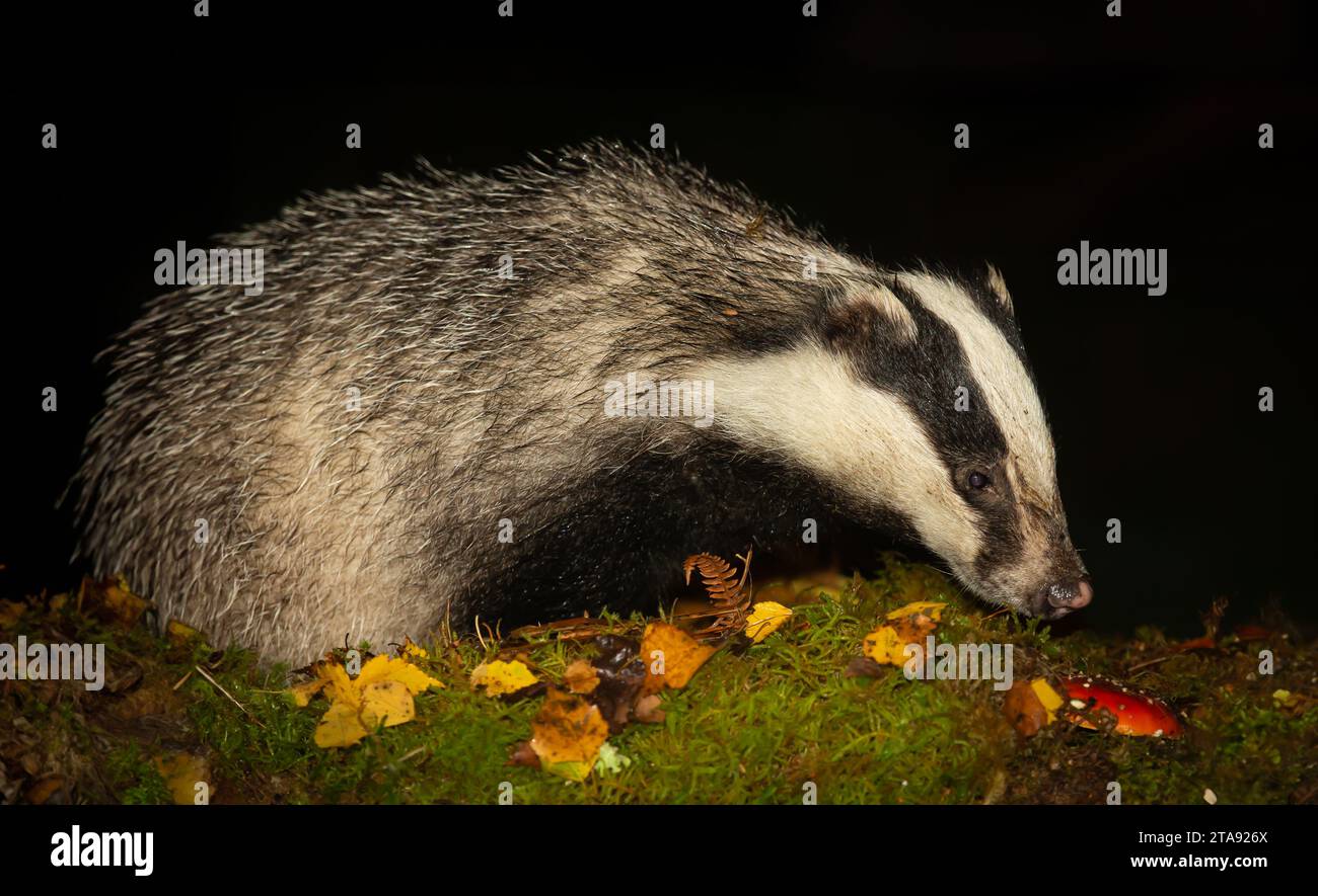 Scottish toads hi-res stock photography and images - Alamy