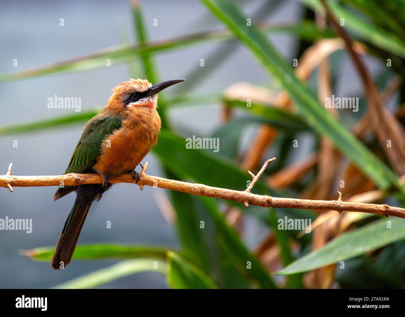 Native riverbank nature flora hi-res stock photography and images - Alamy