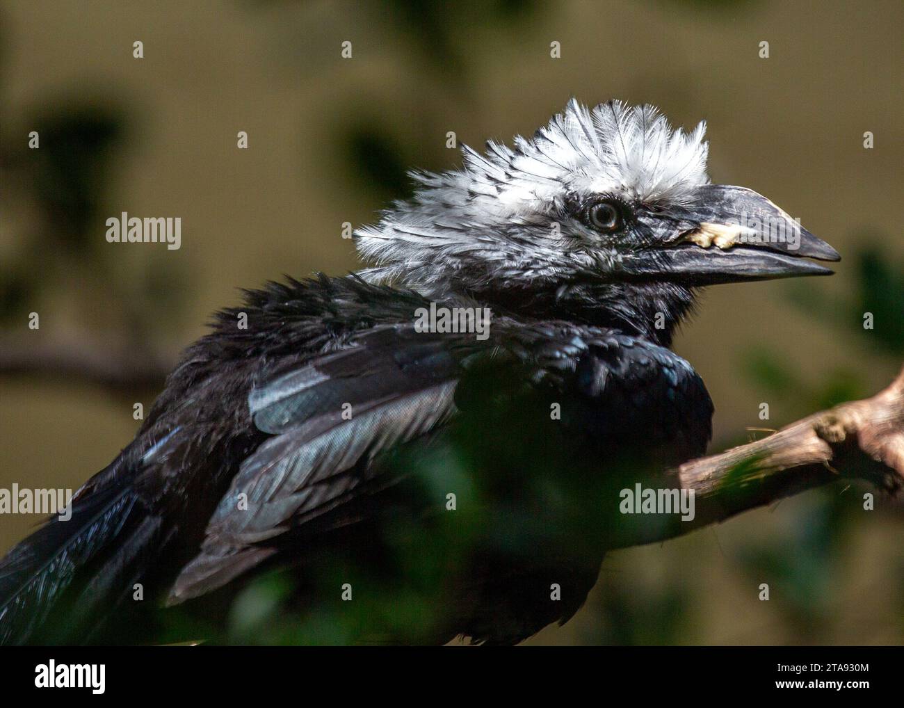 Majestic White-crested Hornbill (Berenicornis comatus) graces the ...