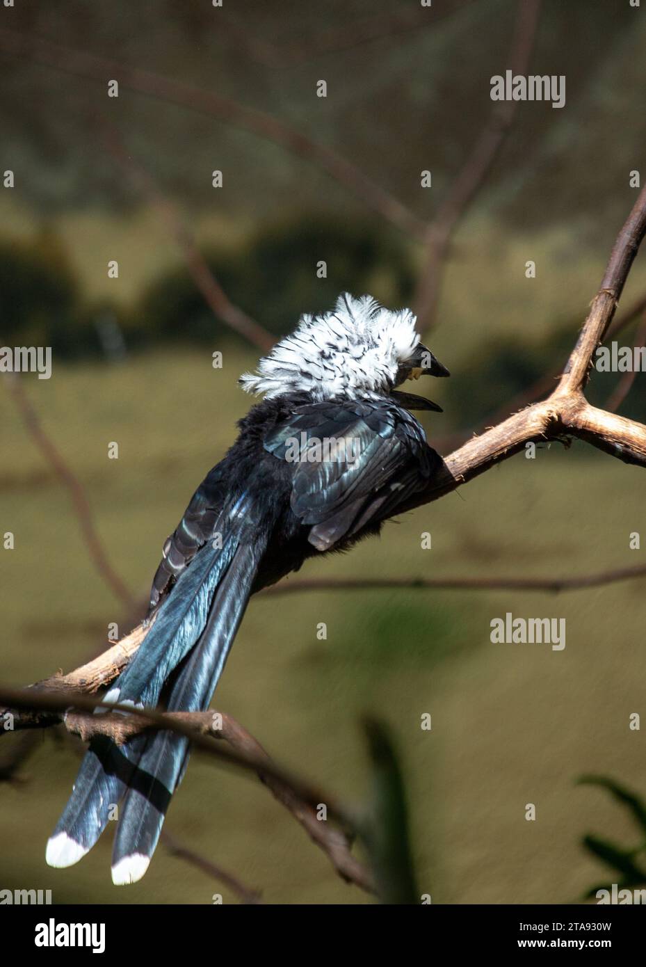 Majestic White-crested Hornbill (Berenicornis comatus) graces the ...
