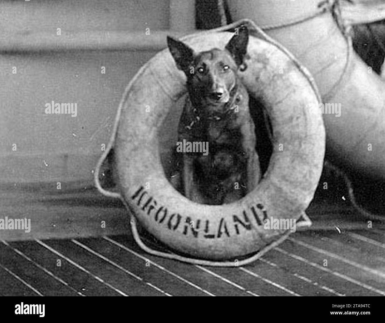 Viga, ship's mascot, USS Kroonland (cropped Stock Photo - Alamy