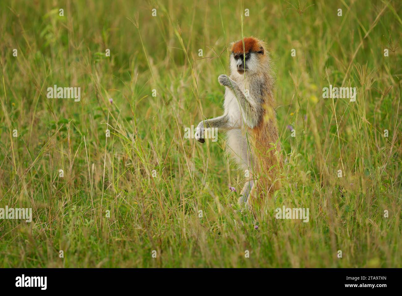 Common patas monkey - Erythrocebus patas also hussar monkey, ground ...