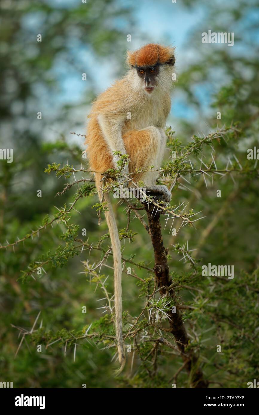 Common patas monkey - Erythrocebus patas also hussar monkey, ground ...