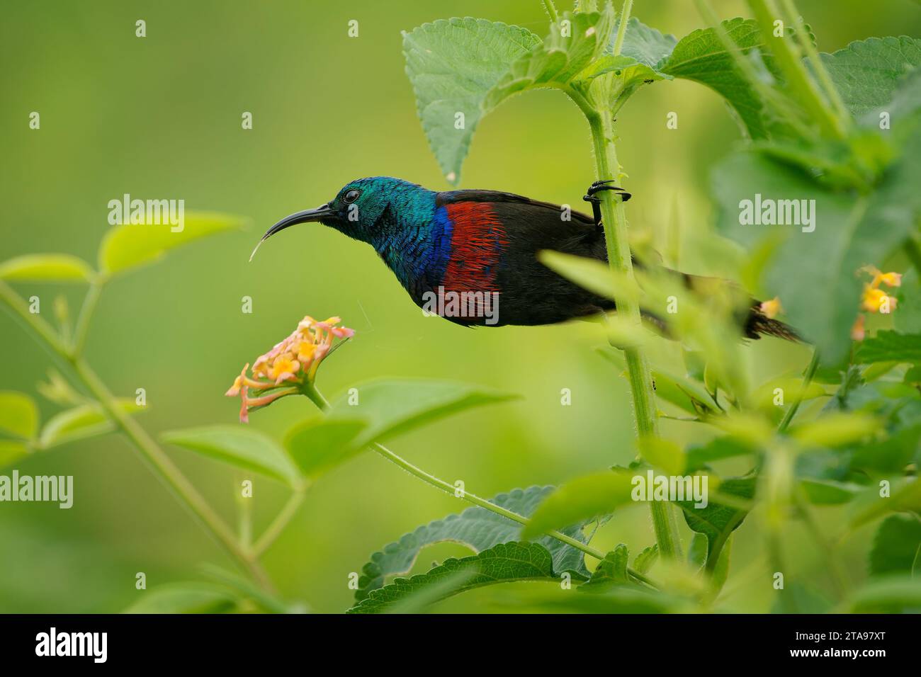 Red-chested Sunbird - Cinnyris erythrocercus bird in Nectariniidae, in ...