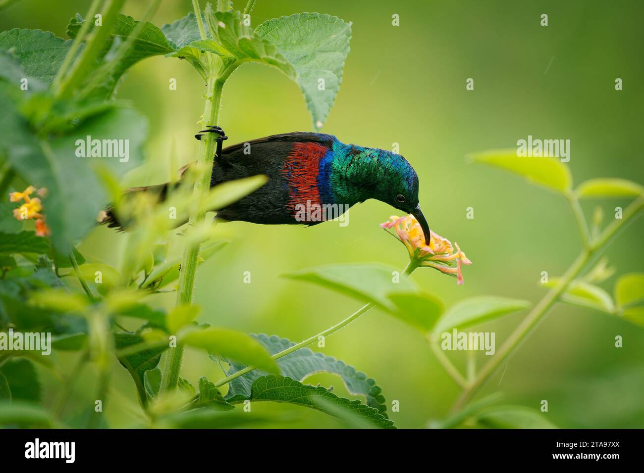 Red-chested Sunbird - Cinnyris erythrocercus bird in Nectariniidae, in ...