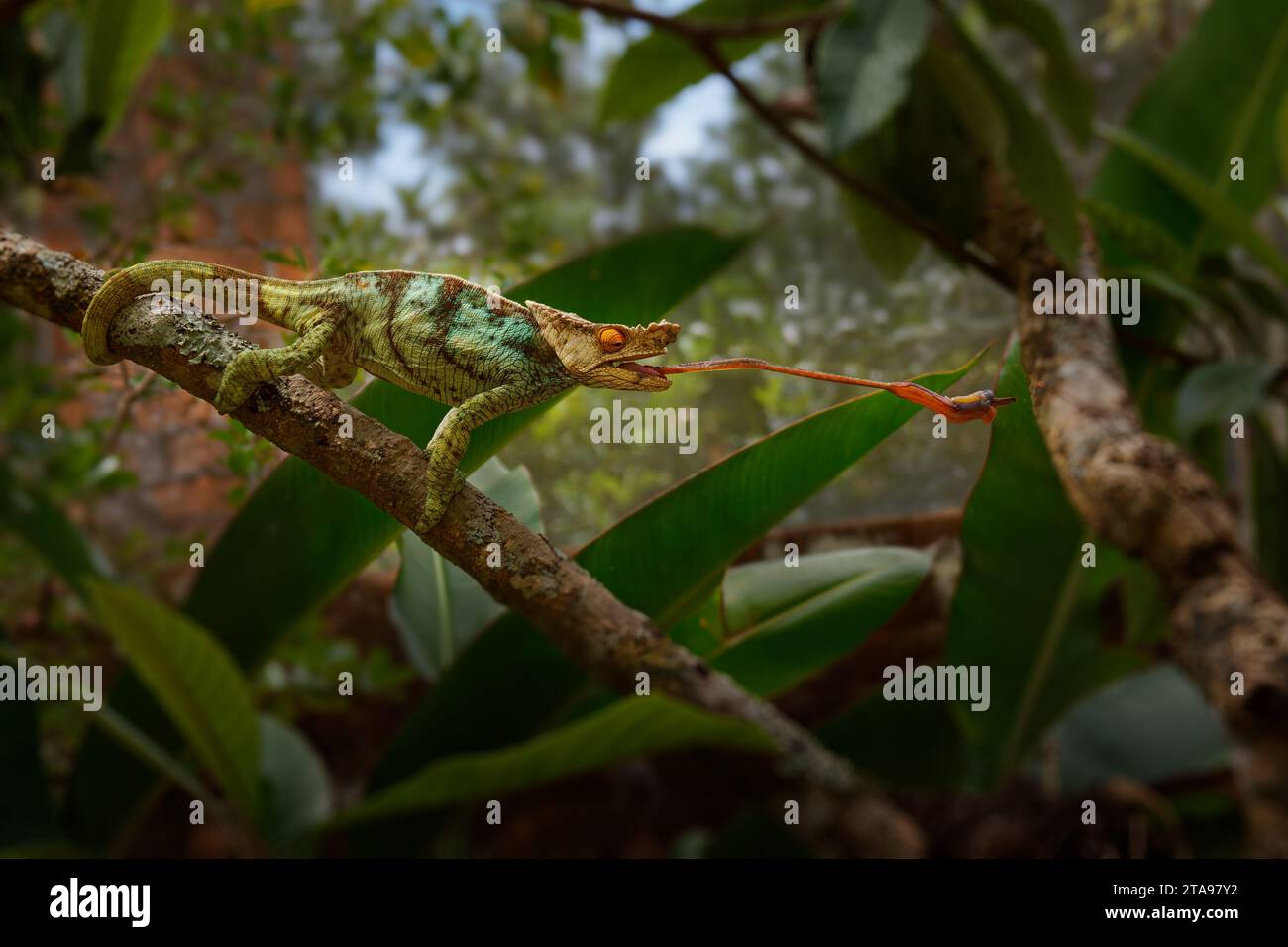Hunting Parson’s Chameleon - Chamaeleo (Calumma) parsonii large green ...