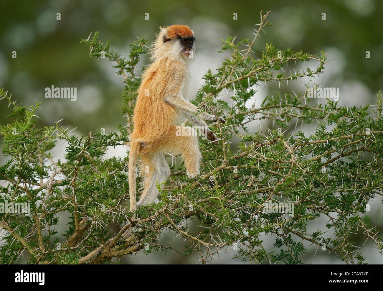 Common patas monkey - Erythrocebus patas also hussar monkey, ground ...