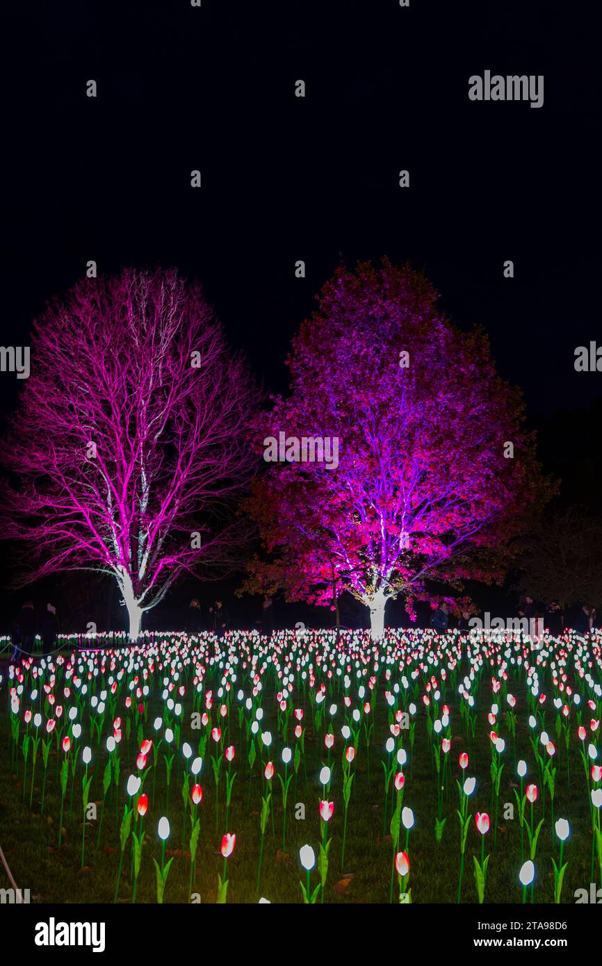 Romsey, Hampshire UK. 29th November 2023. Preview evening of Light Up ...