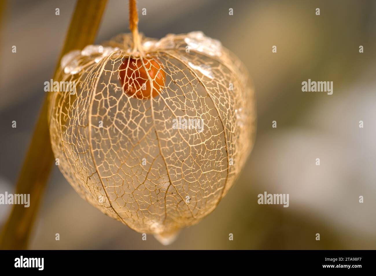 a dried orange physalis with snow in winter Stock Photo - Alamy