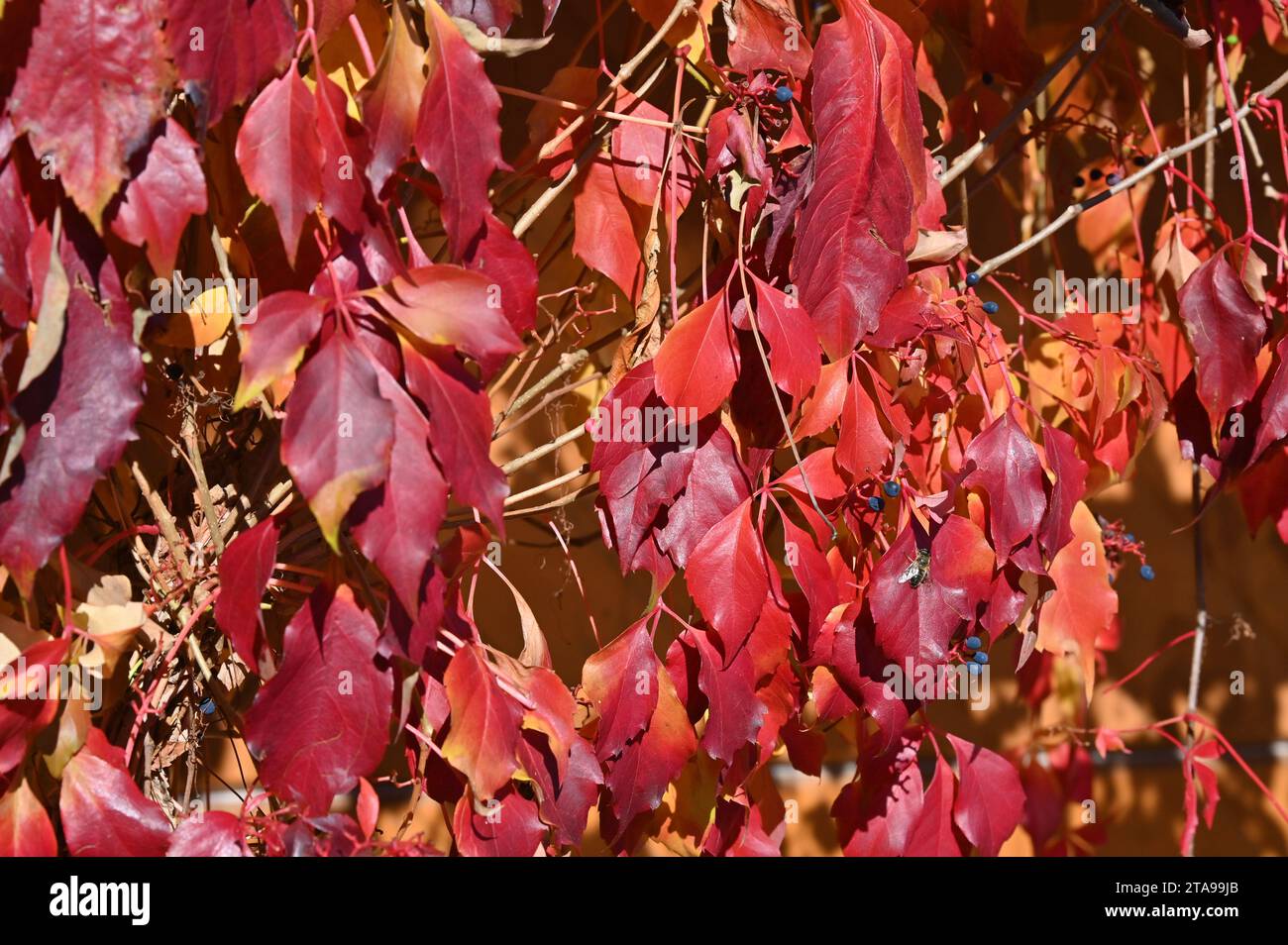 Red autumnal leaves wild hi-res stock photography and images - Alamy