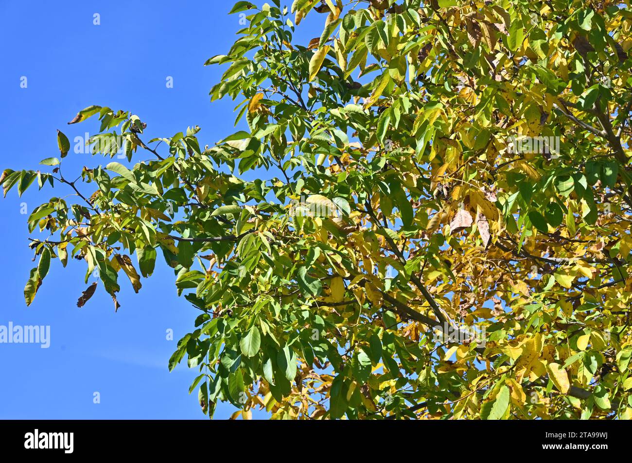 Yellowish, autumnal leaves of a walnut tree Stock Photo - Alamy