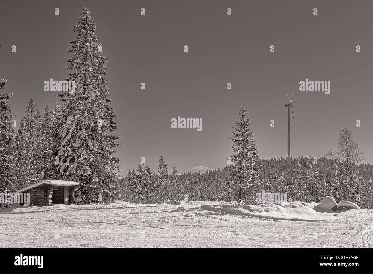 A grayscale shot featuring a beautiful winter landscape of a forest ...