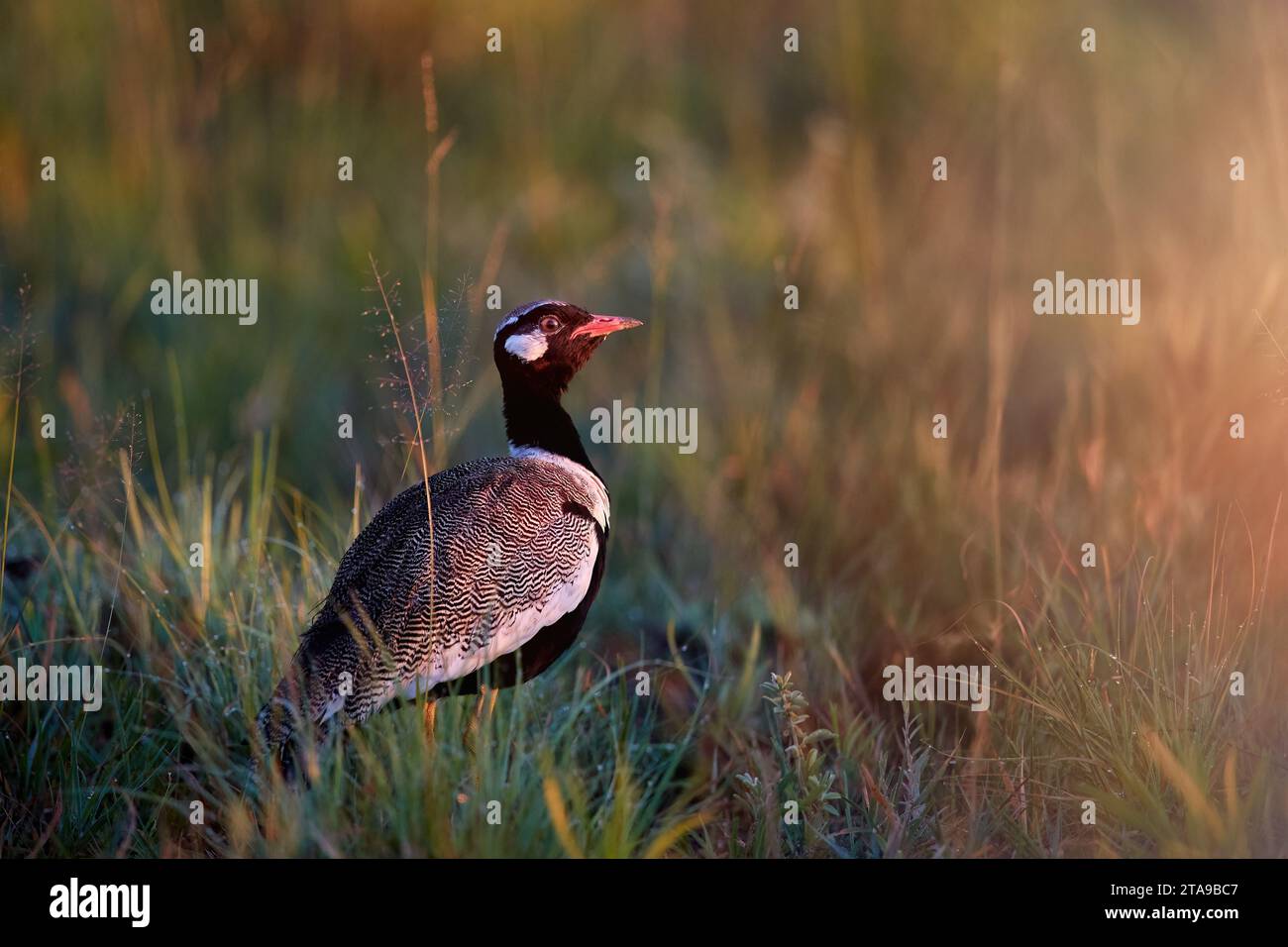 White-quilled Bustard, Afrotis afraoides, African bird of grasslands in ...