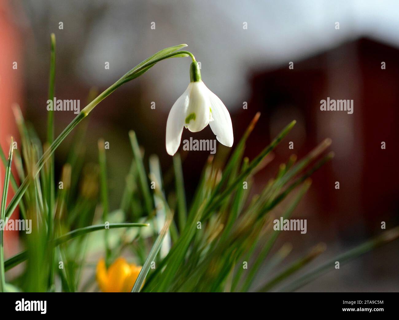 Spring snowdrops macro hi-res stock photography and images - Alamy