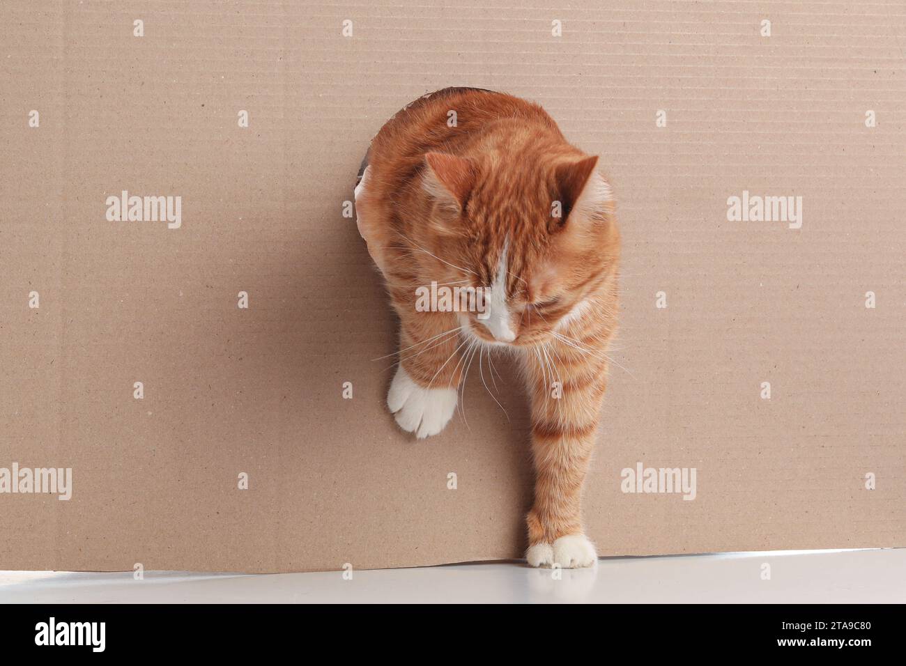 Funny cat visible through hole in cardboard paper Stock Photo - Alamy
