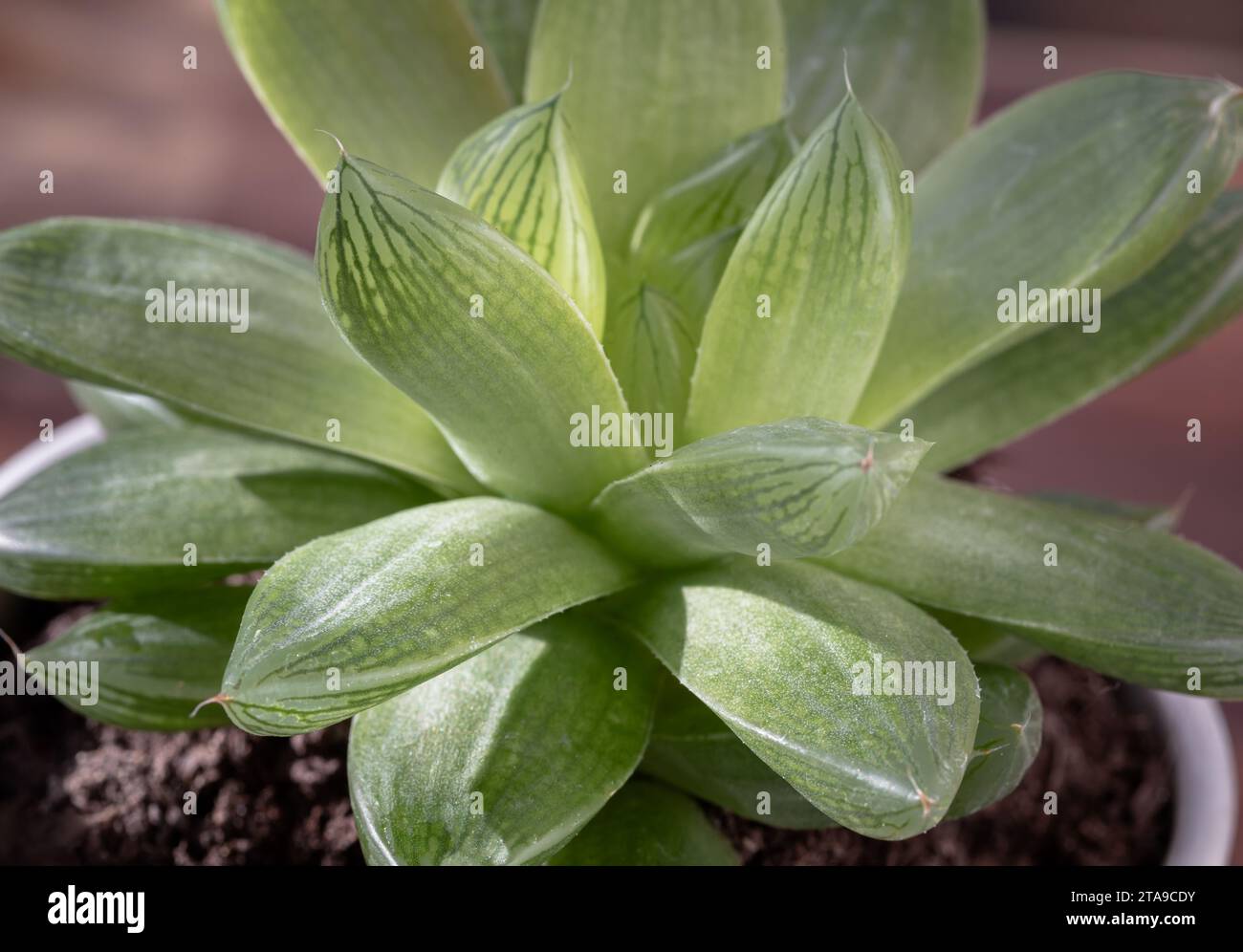 Close-up of Haworthia cymbiformis (Cathedral Window Haworthia ...