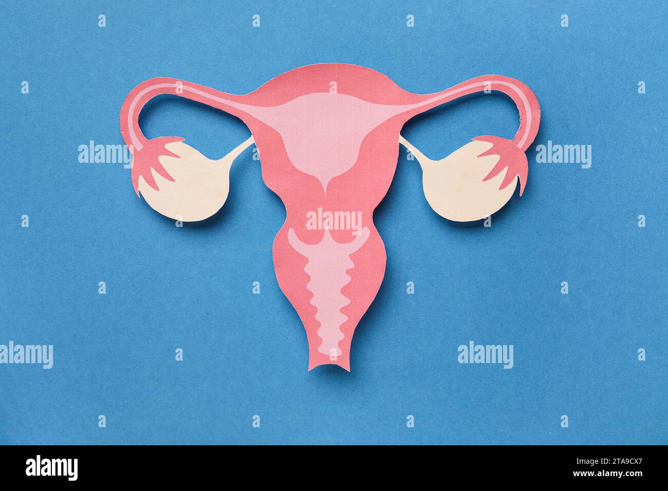 Paper uterus on blue background Stock Photo - Alamy