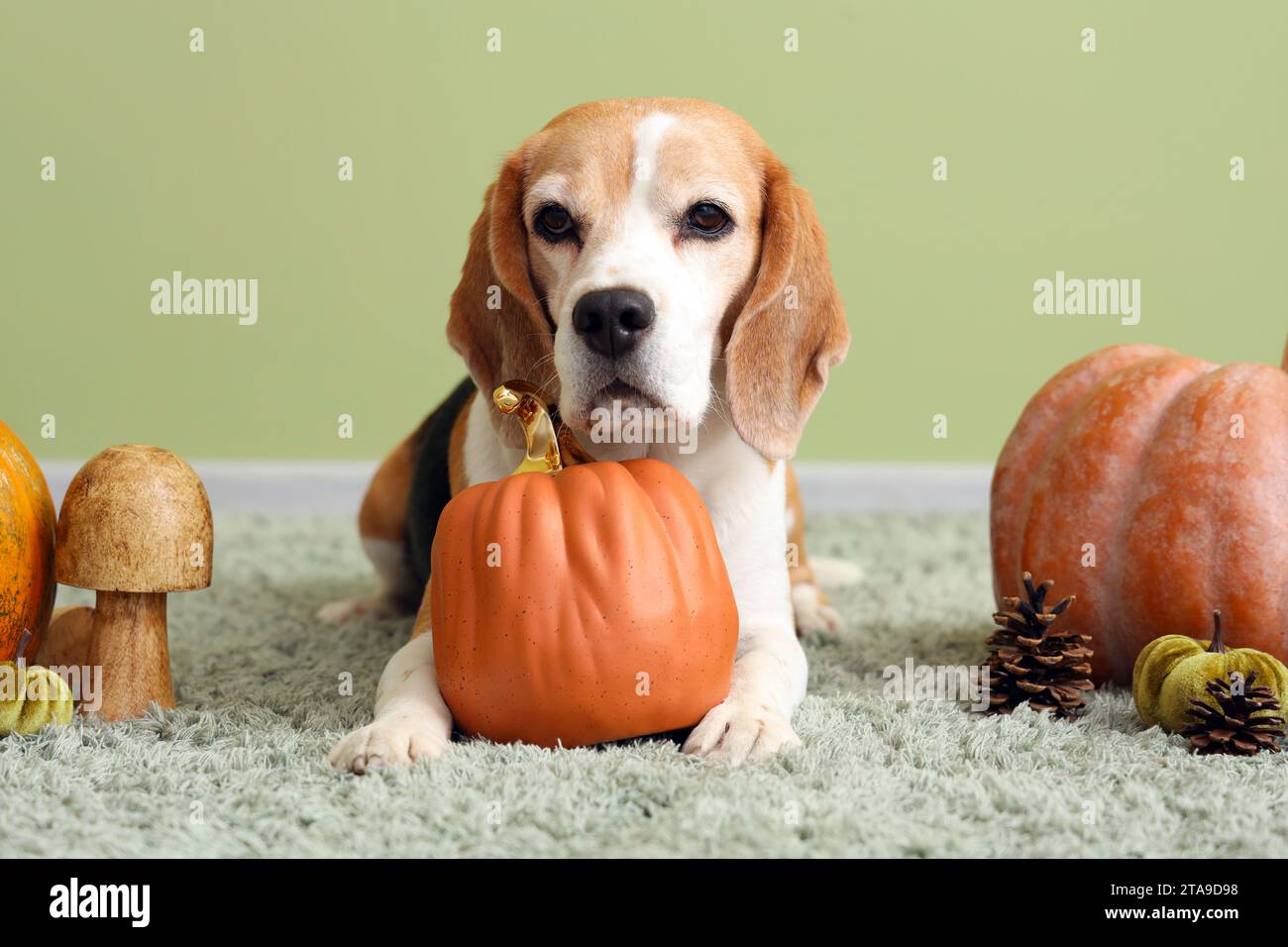 Cute Beagle dog with pumpkins near green wall. Thanksgiving Day ...