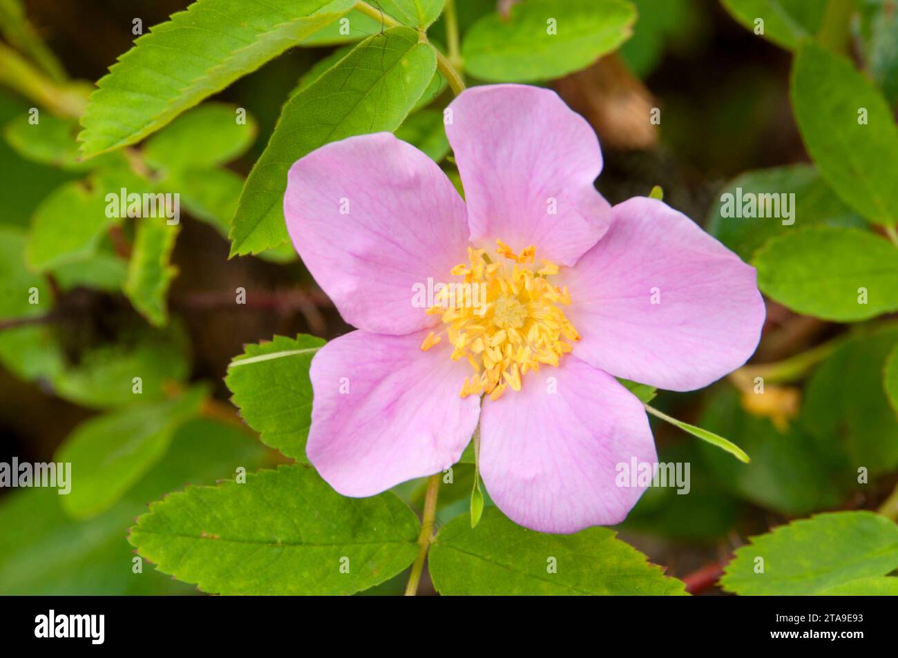 Wild rose, Yoho National Park, British Columbia, Canada Stock Photo - Alamy