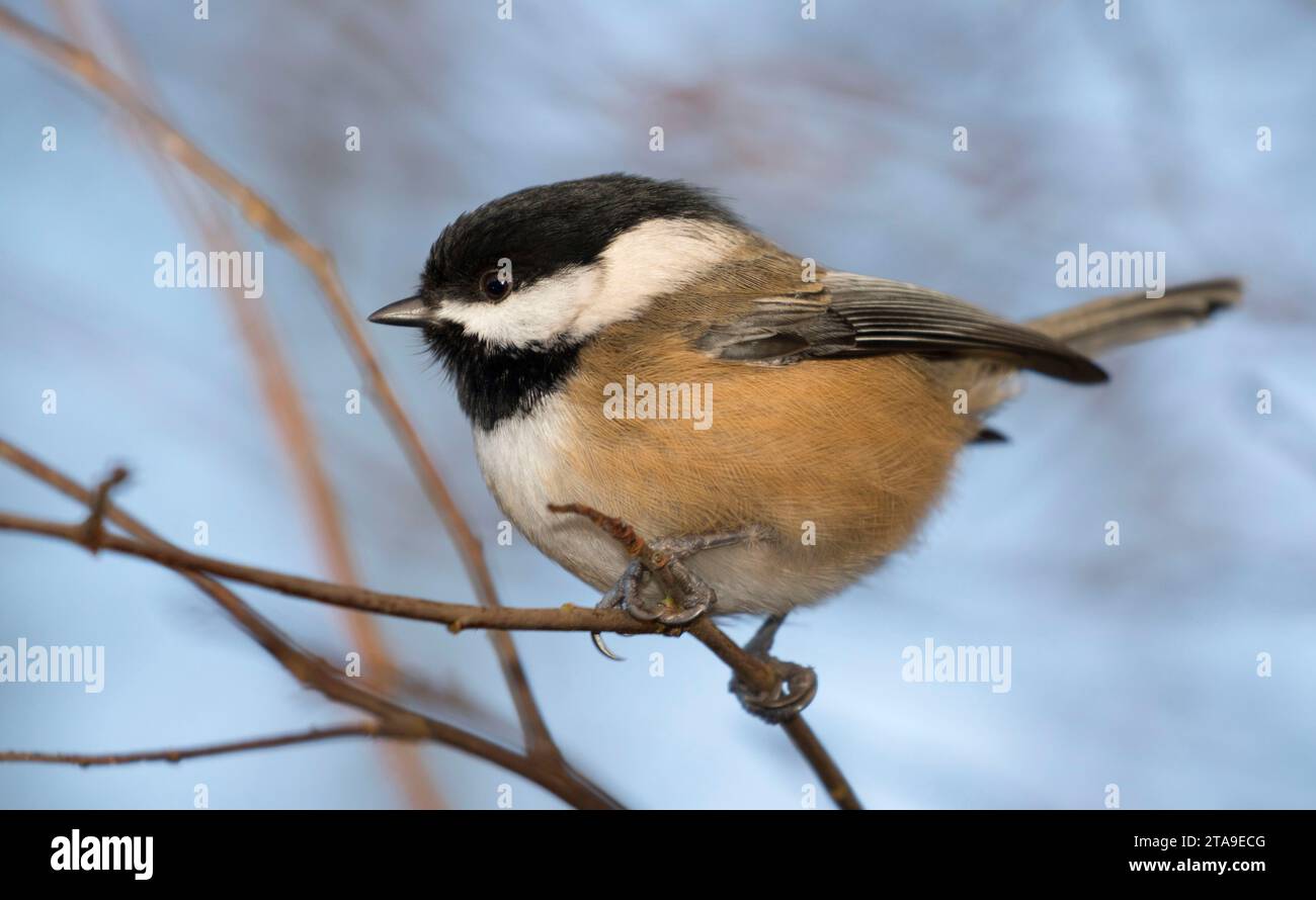 Black-capped chickadee, George C Reifel Migratory Bird Sanctuary ...