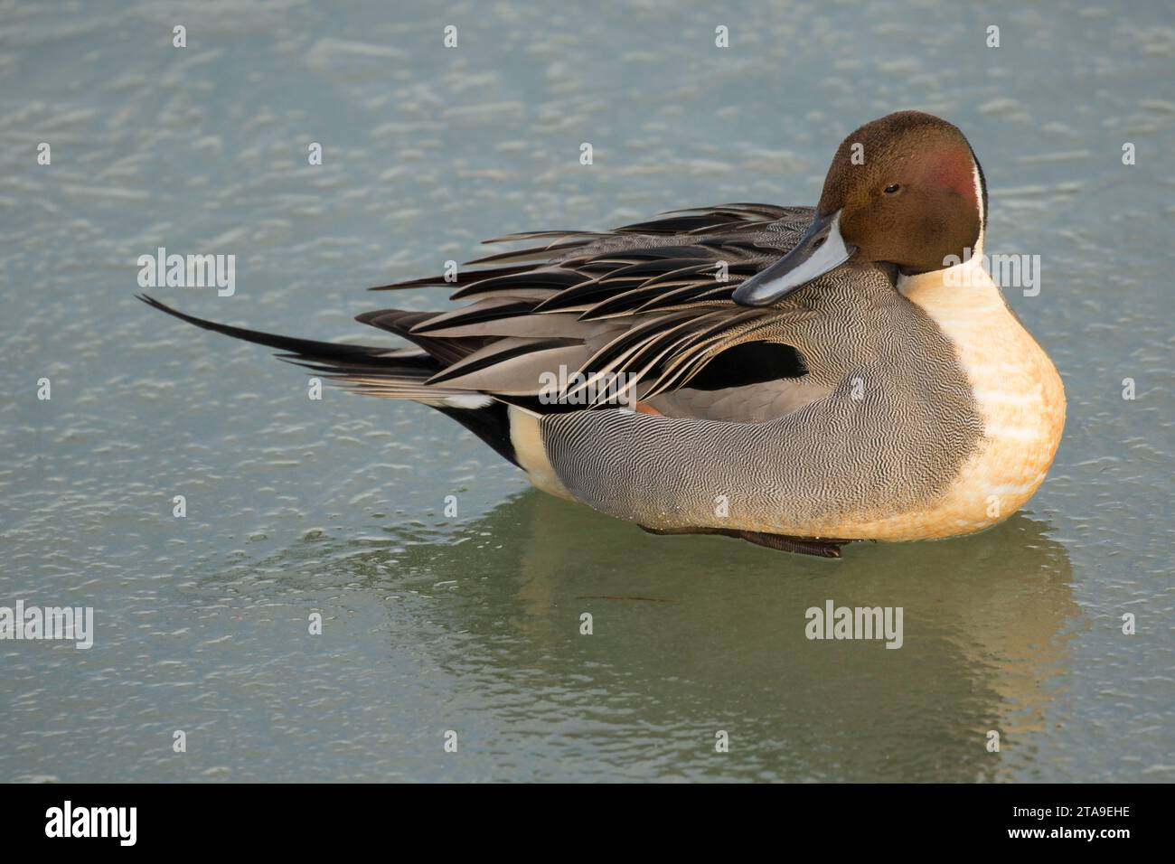 Northern pintail, George C Reifel Migratory Bird Sanctuary, British ...