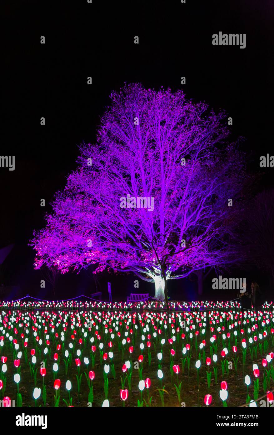 Romsey, Hampshire UK. 29th November 2023. Preview evening of Light Up ...