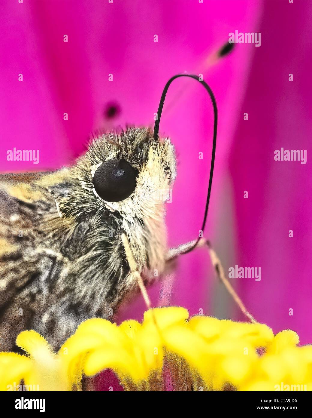 Extreme close-up of a tan and brown Skipper Butterfly using its long ...