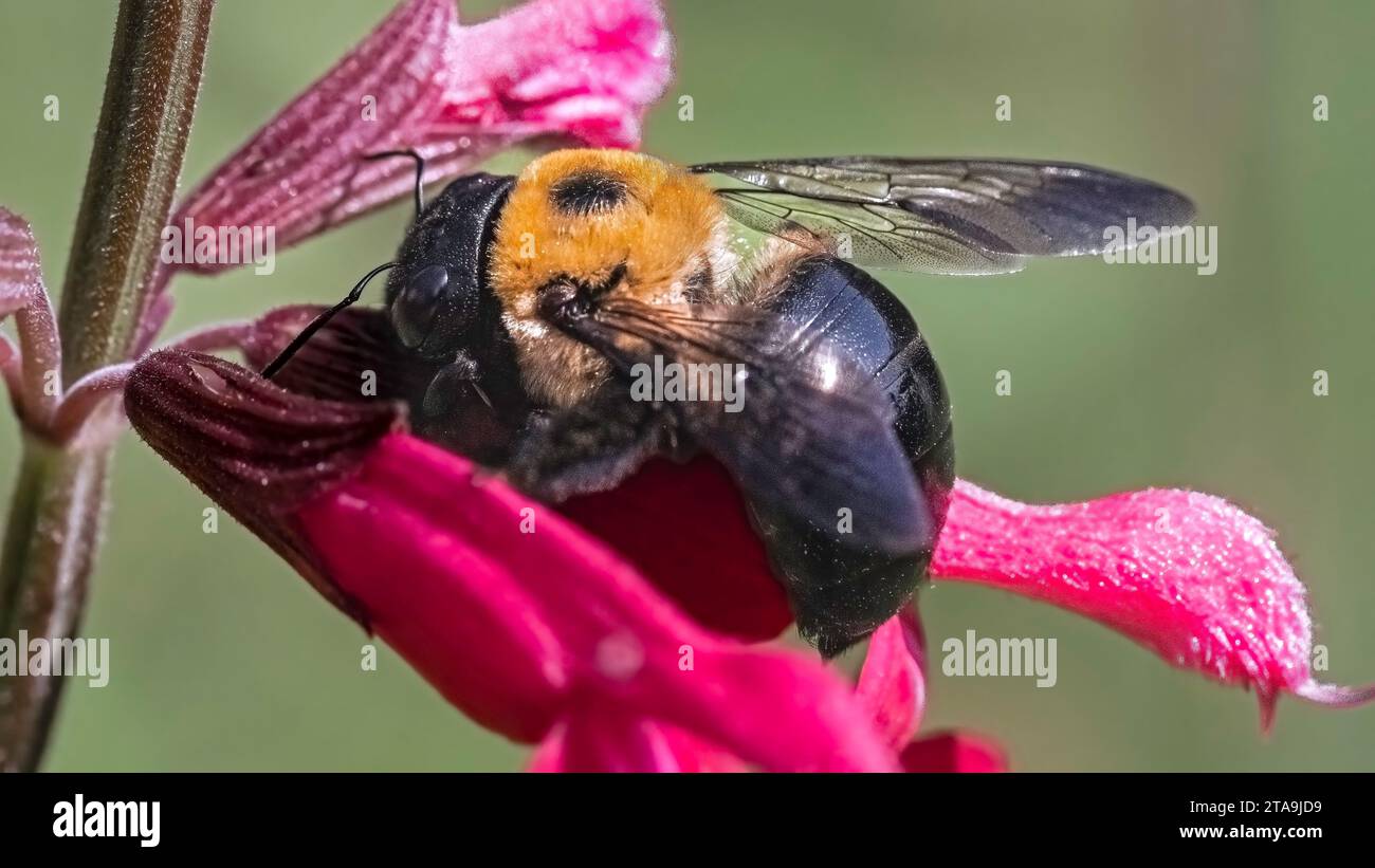 Extreme close up of a female Eastern Carpenter Bee (Xylocopa virginica ...