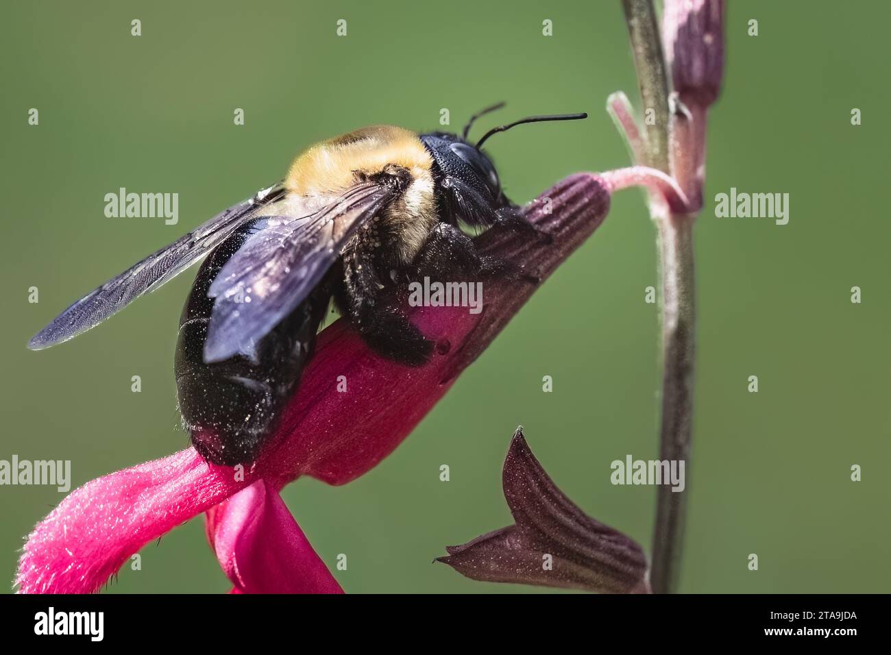 A female Eastern Carpenter Bee (Xylocopa virginica) using her short ...