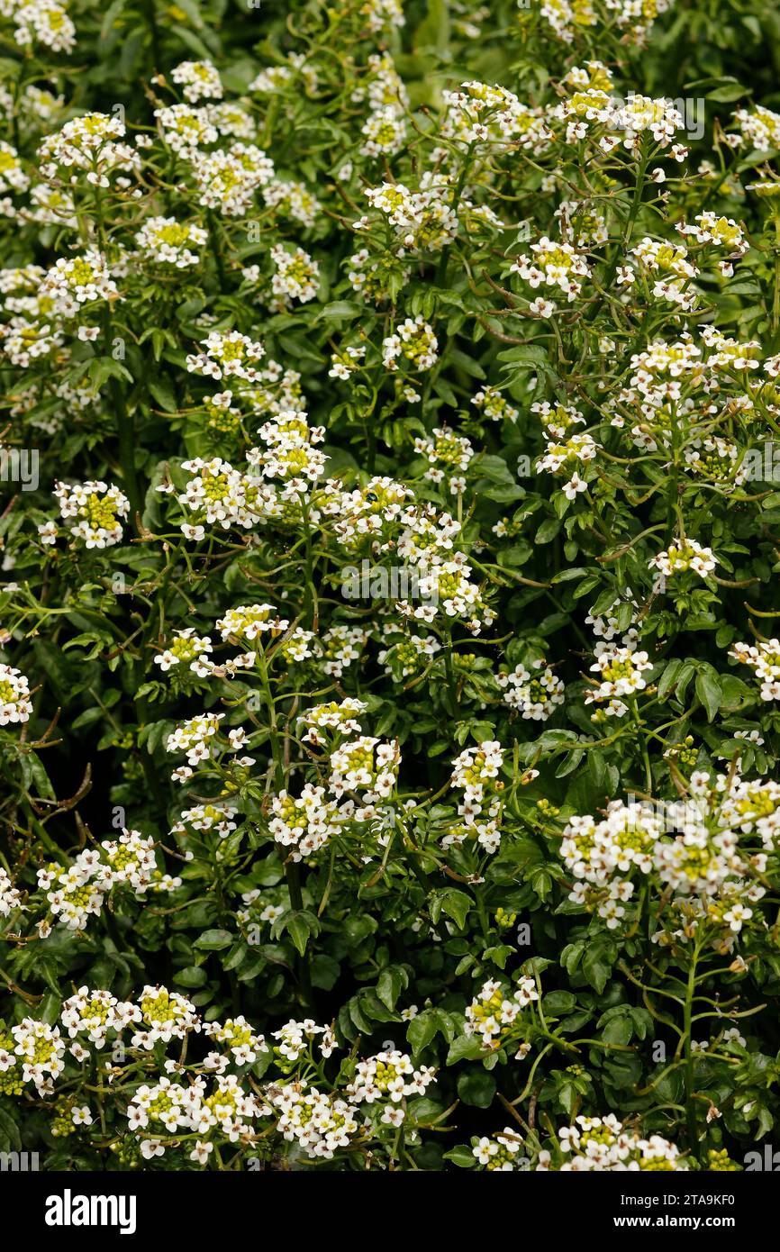 Wild watercress hi-res stock photography and images - Alamy