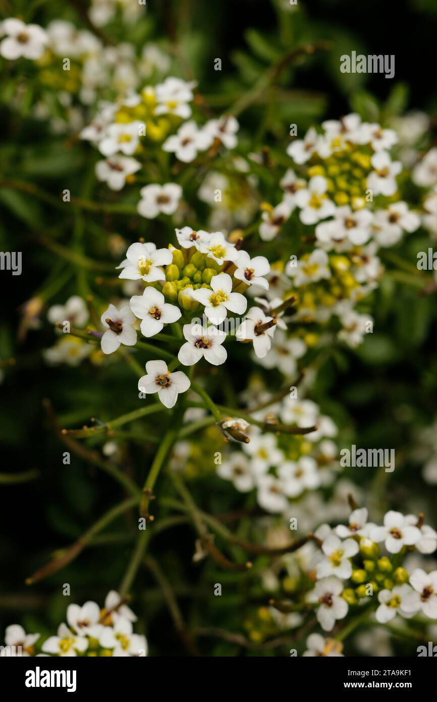 Wild watercress hi-res stock photography and images - Alamy